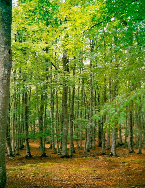 Aralar, parque natural del País Vasco | 365 Imágenes Bonitas